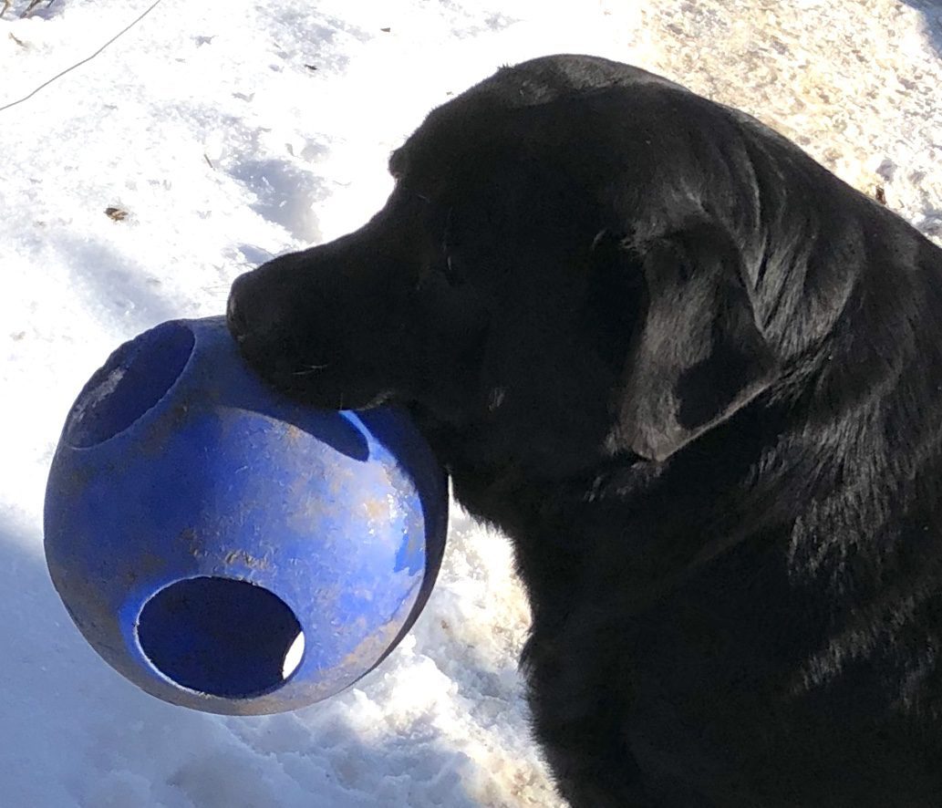 Cowabunga | Humehill