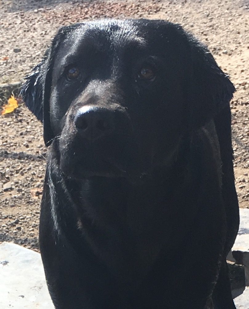 Skates/Skater | Humehill