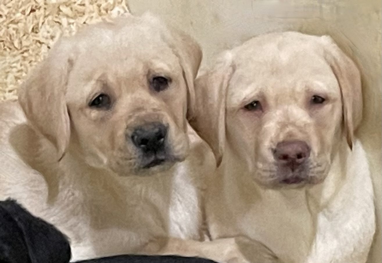 Yellow Labrador puppies | Humehill