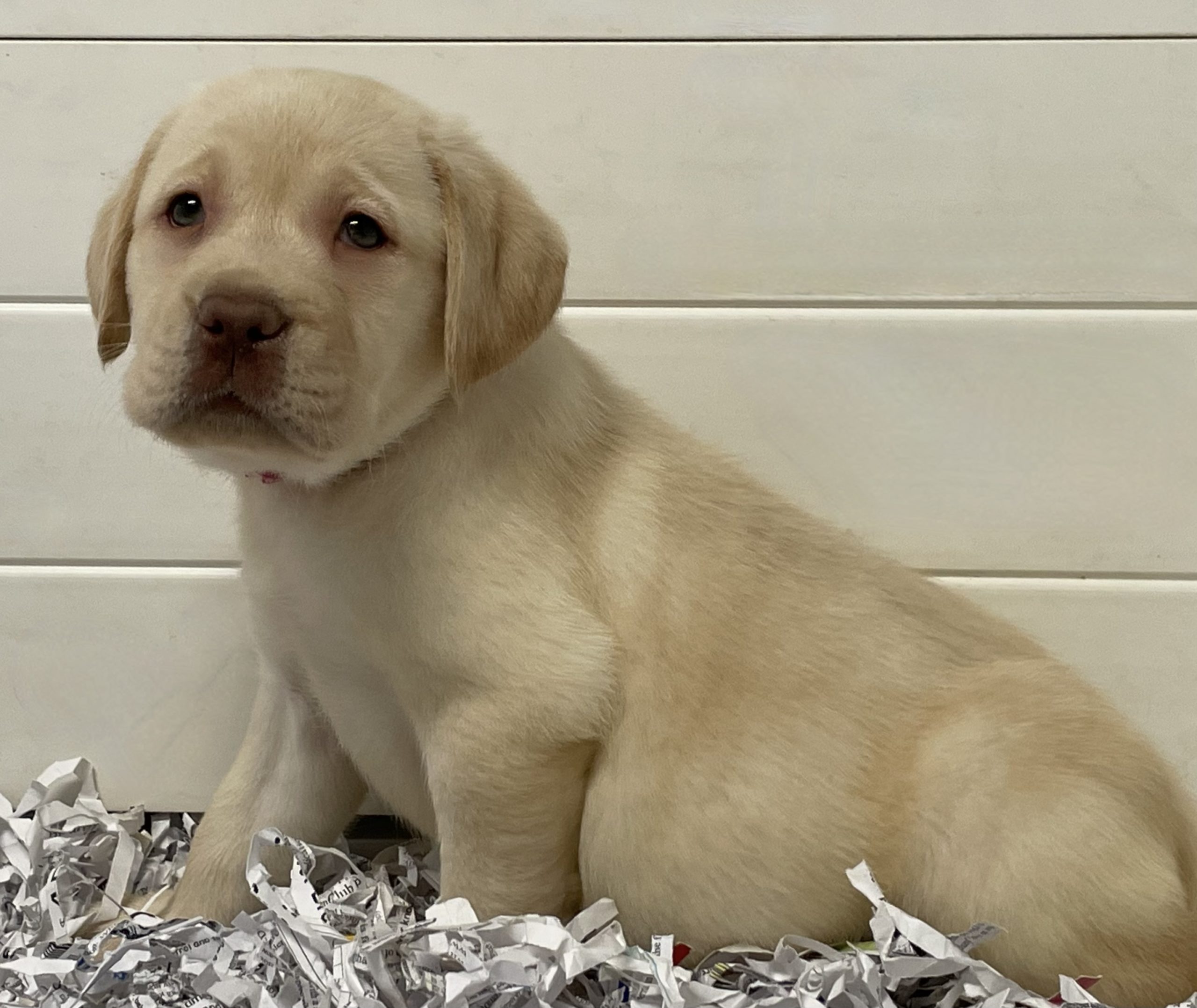 Yellow Labrador Girl | Humehill