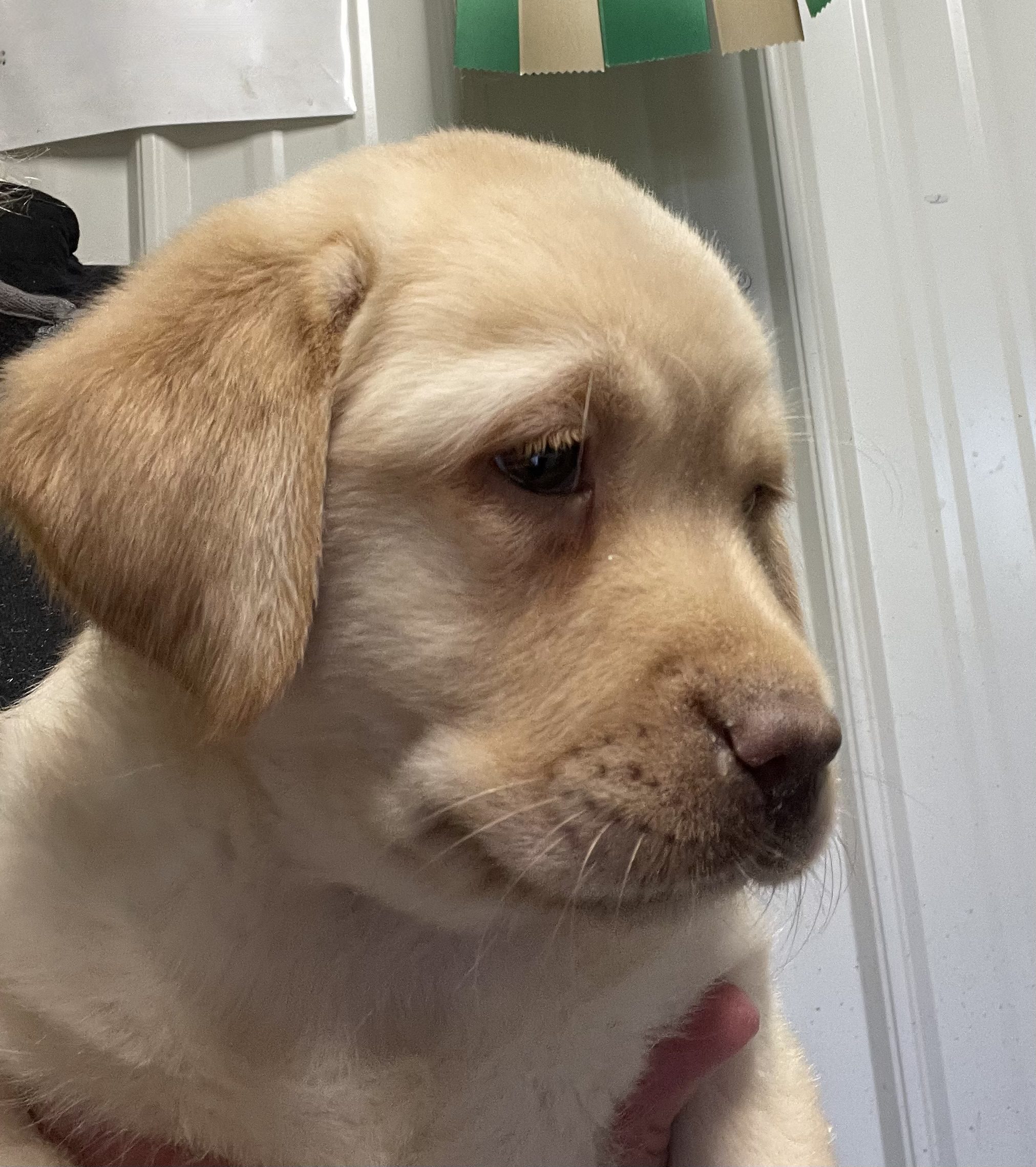 Yellow Labrador Girl | Humehill