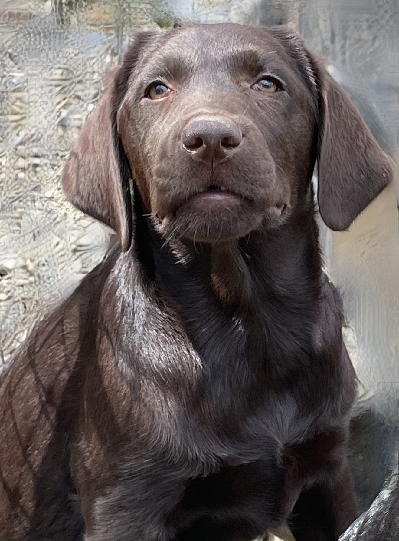 Female Chocolate Lab puppy | Humehill