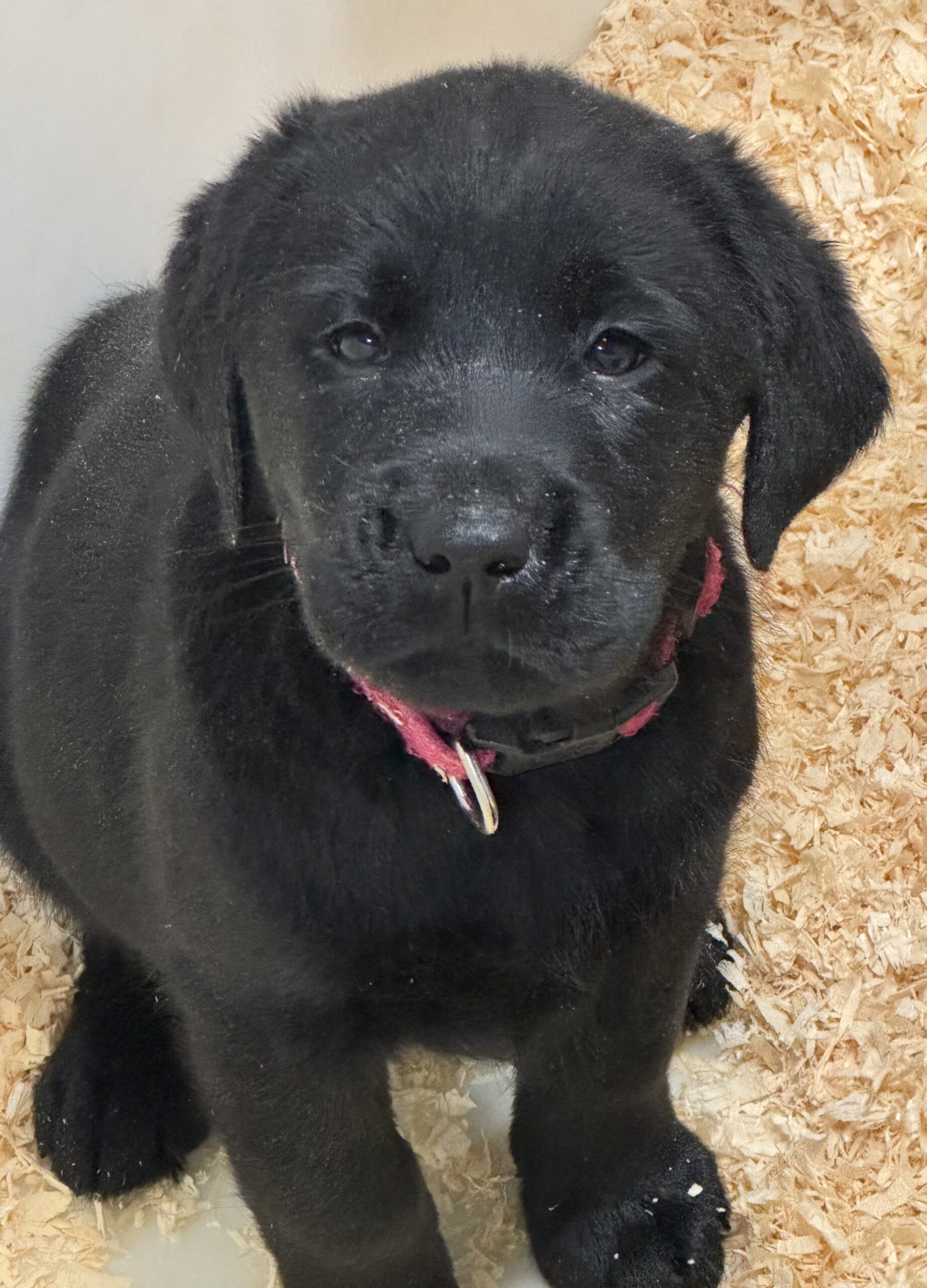 Black Labrador female puppy | Humehill