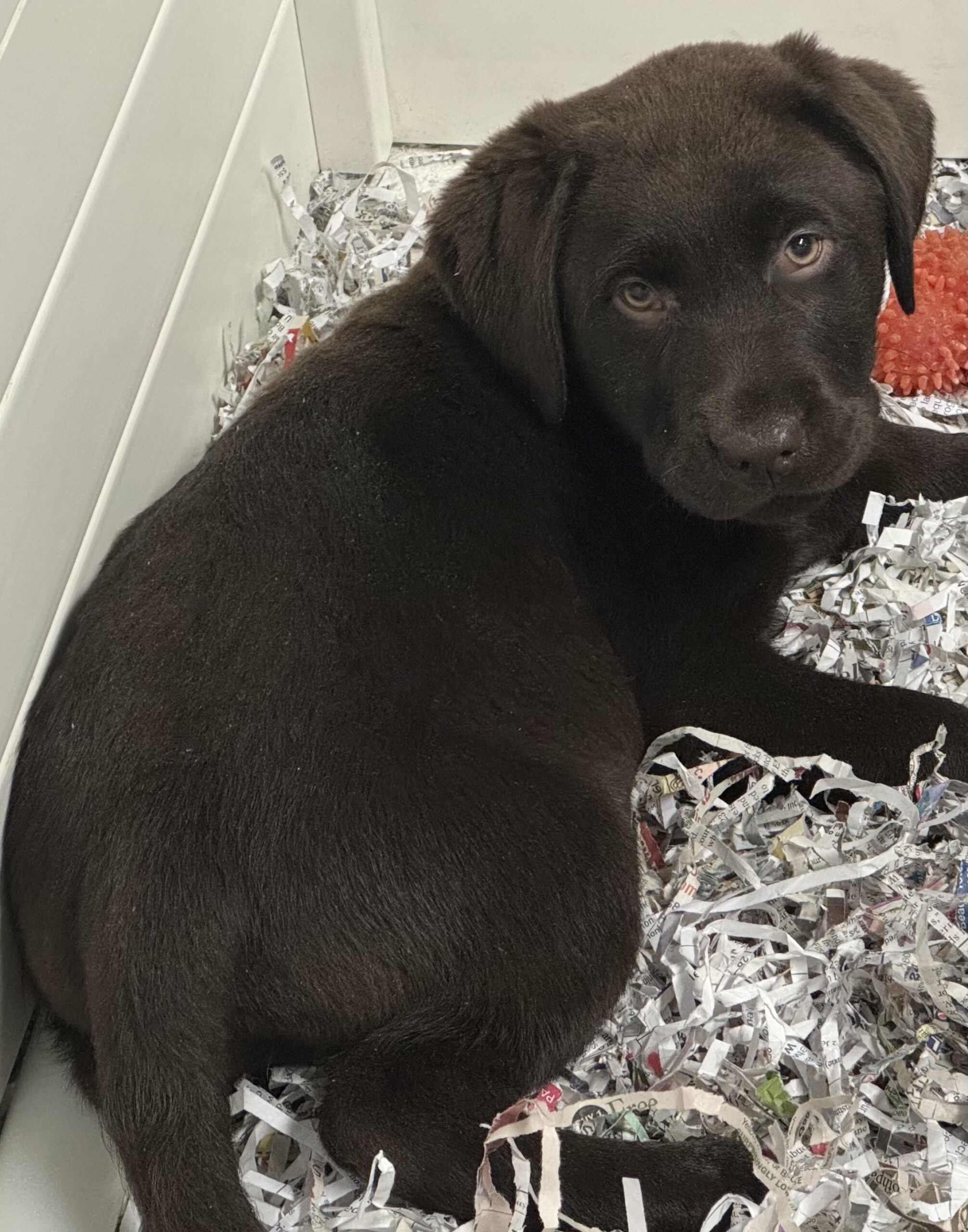 Chocolate Labrador Puppies | Humehill