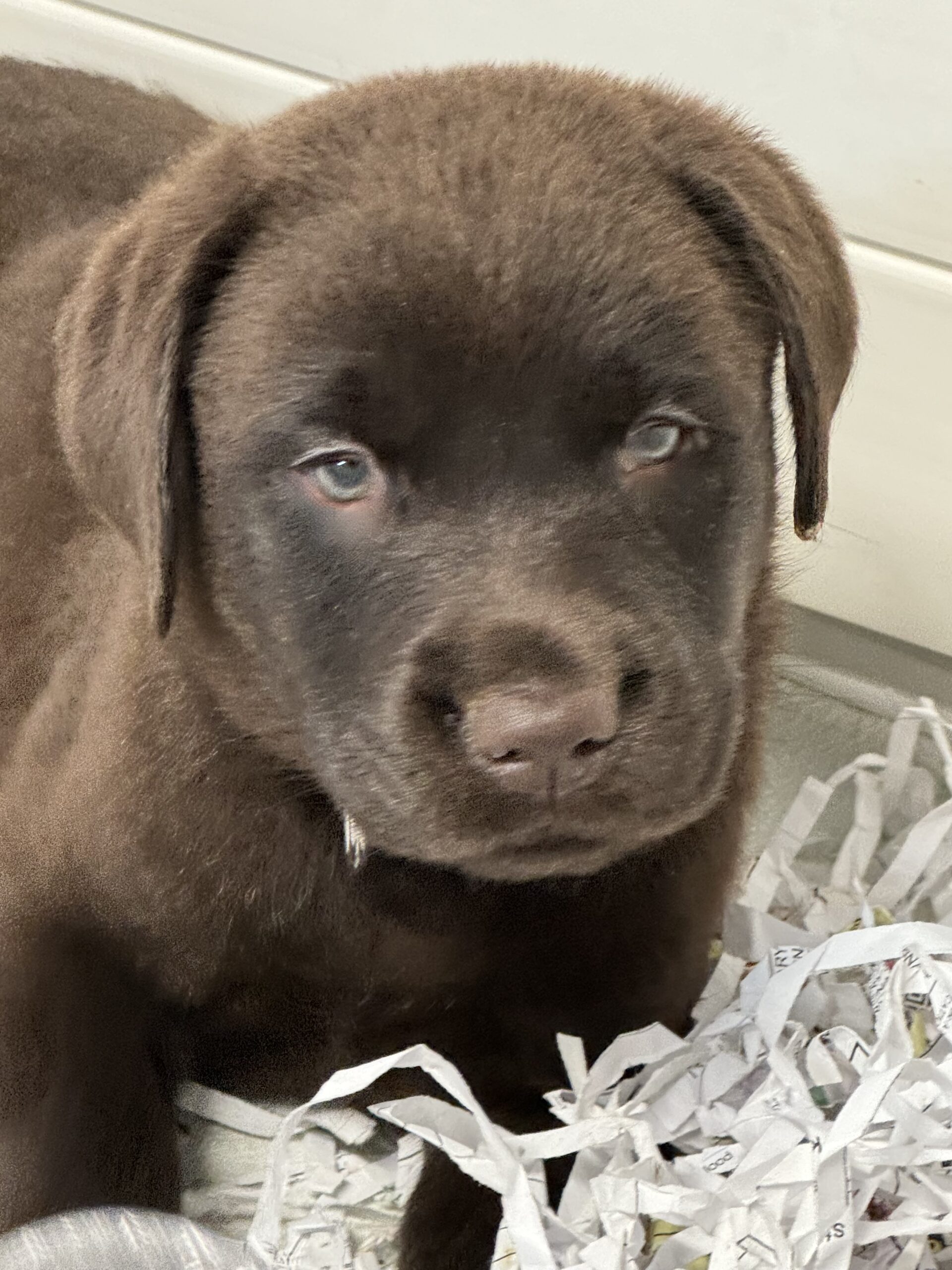 Chocolate Labrador Puppies | Humehill