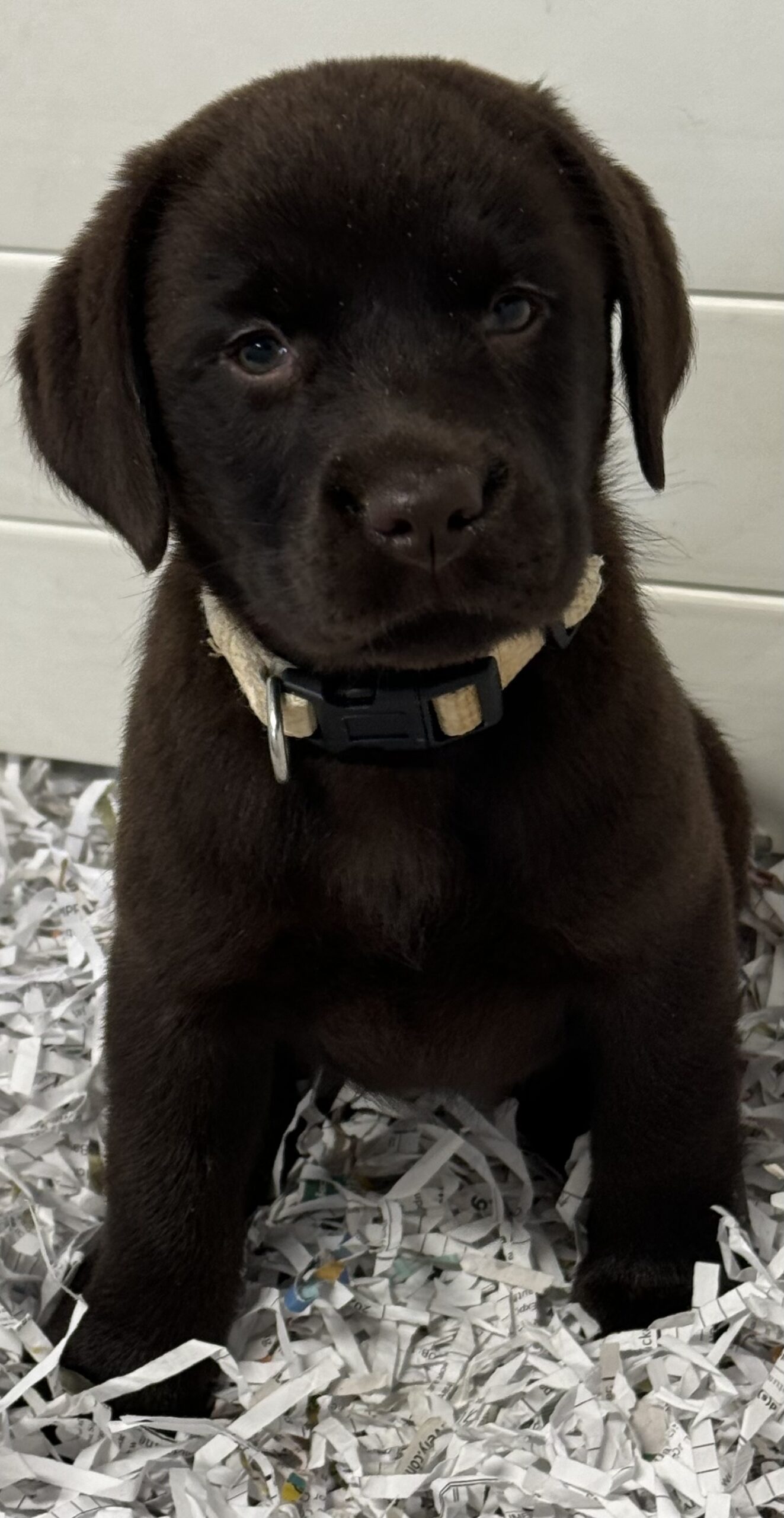 Chocolate Labrador Puppies | Humehill