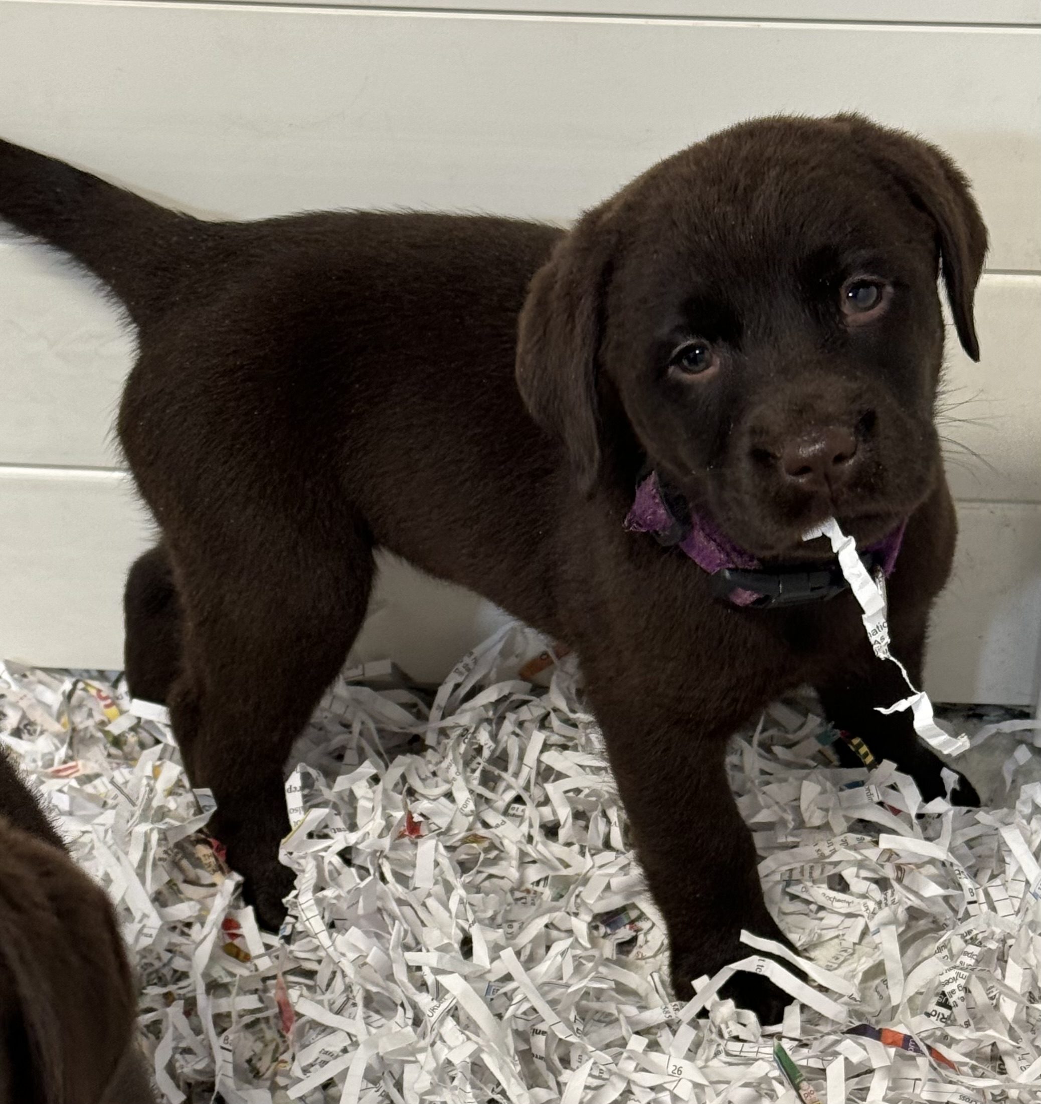Chocolate Labrador Puppies | Humehill