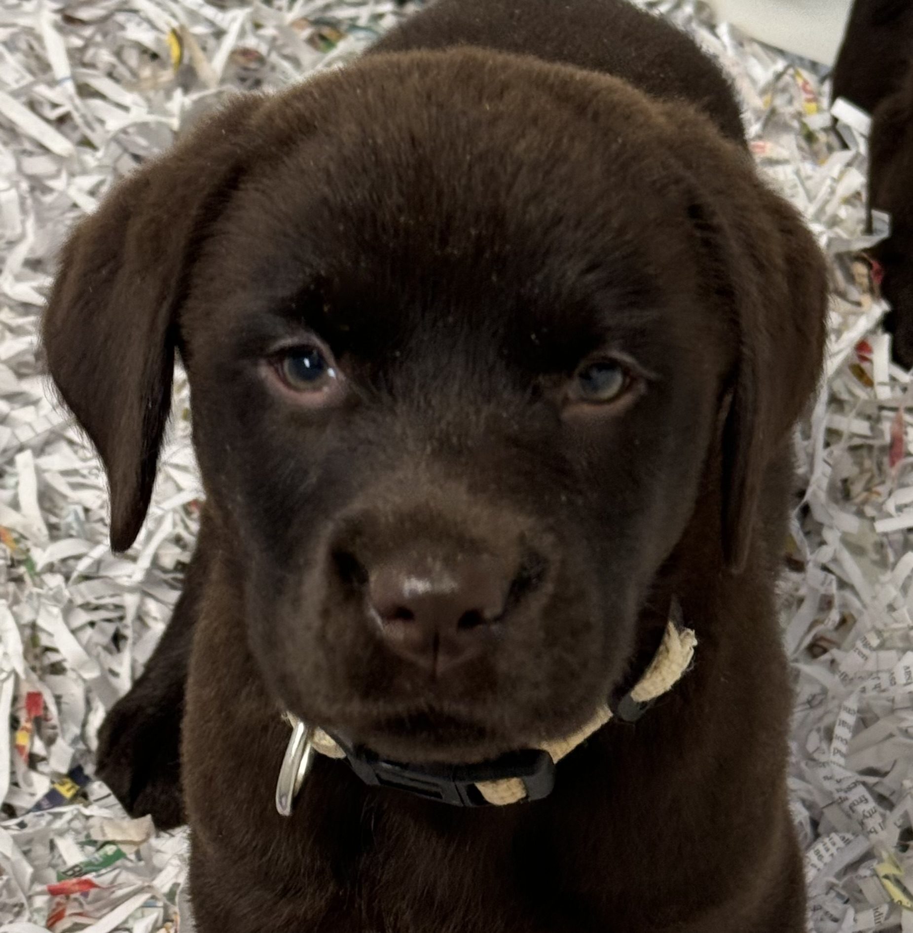 Chocolate Labrador Puppies | Humehill