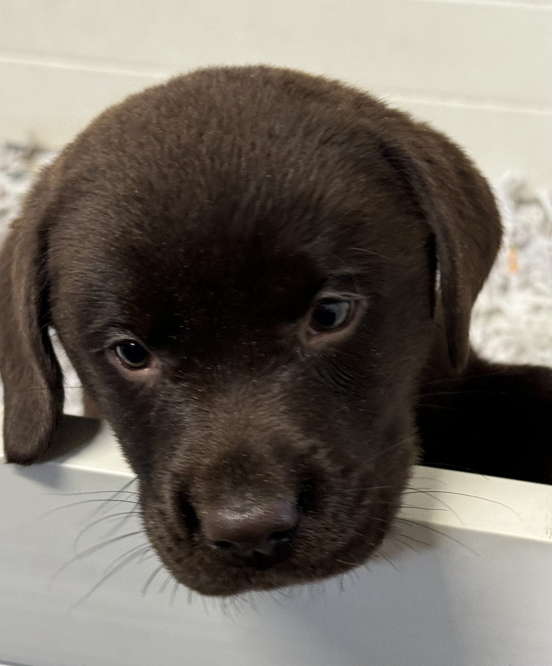 Chocolate Labrador Puppies | Humehill