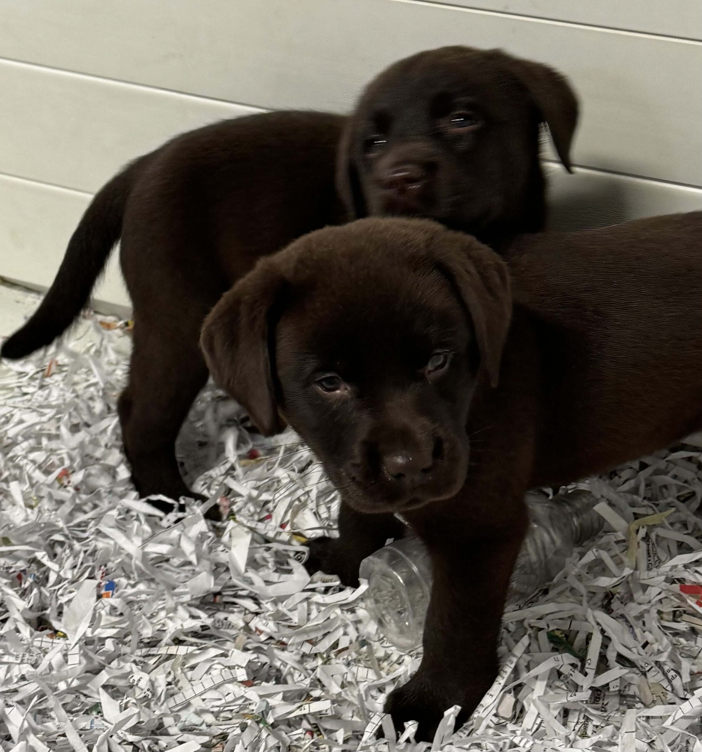 Chocolate Labrador Puppies | Humehill