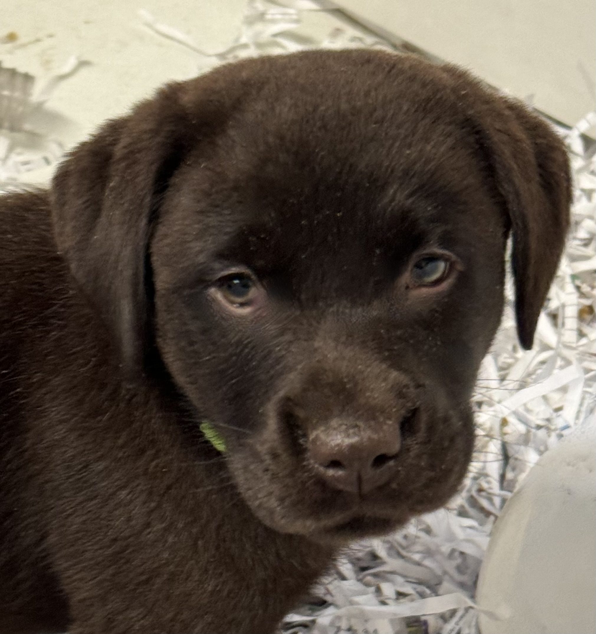 Chocolate Labrador Puppies | Humehill