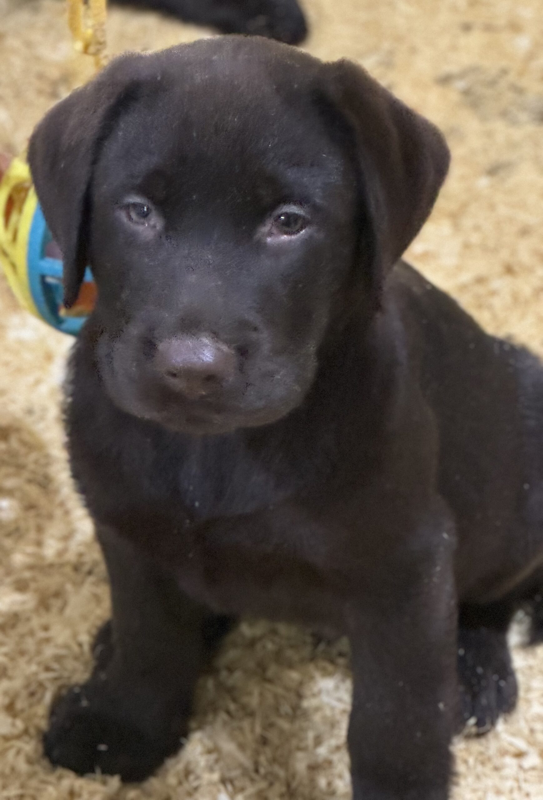 Chocolate Labrador Puppies | Humehill