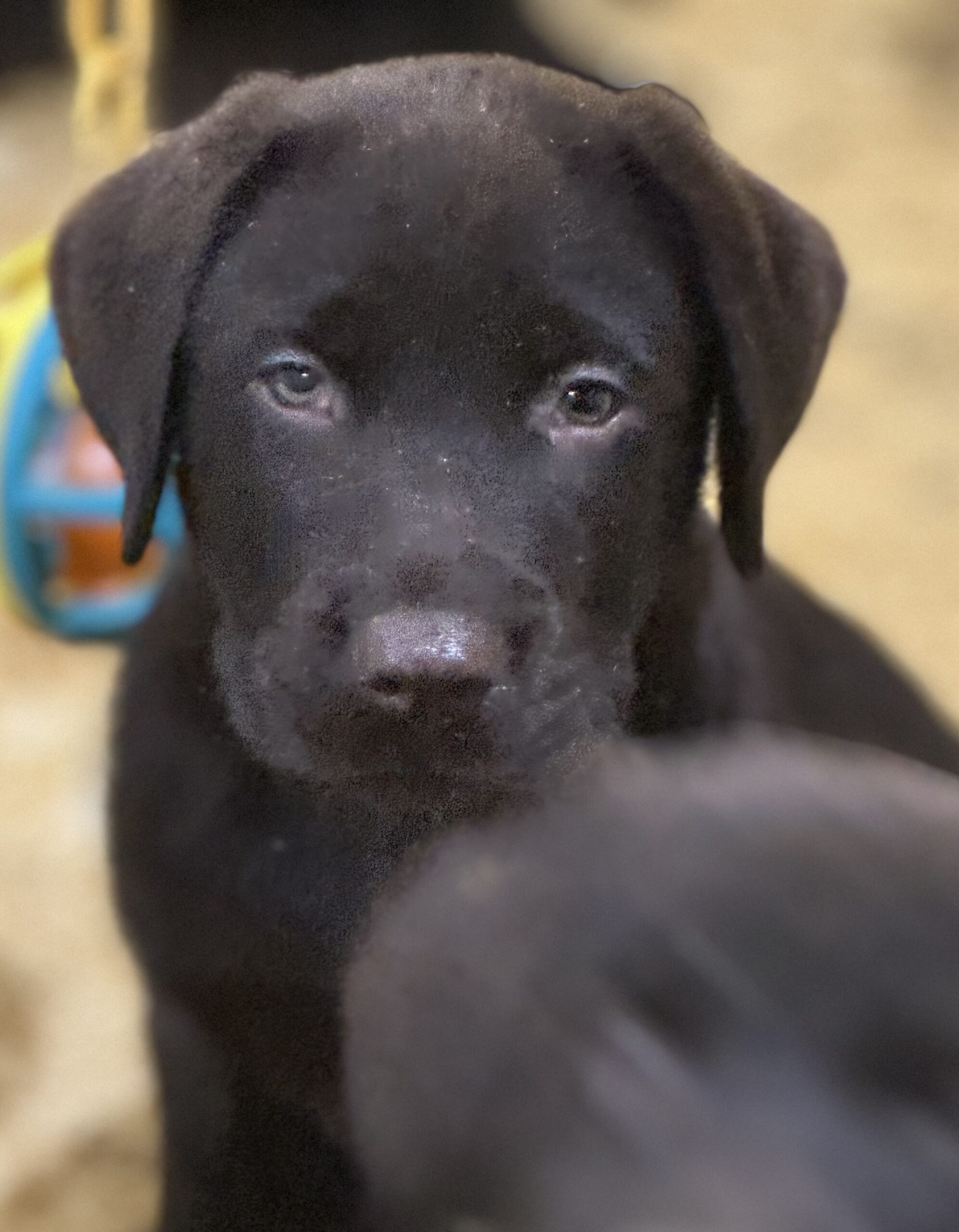 Chocolate Labrador Puppies | Humehill