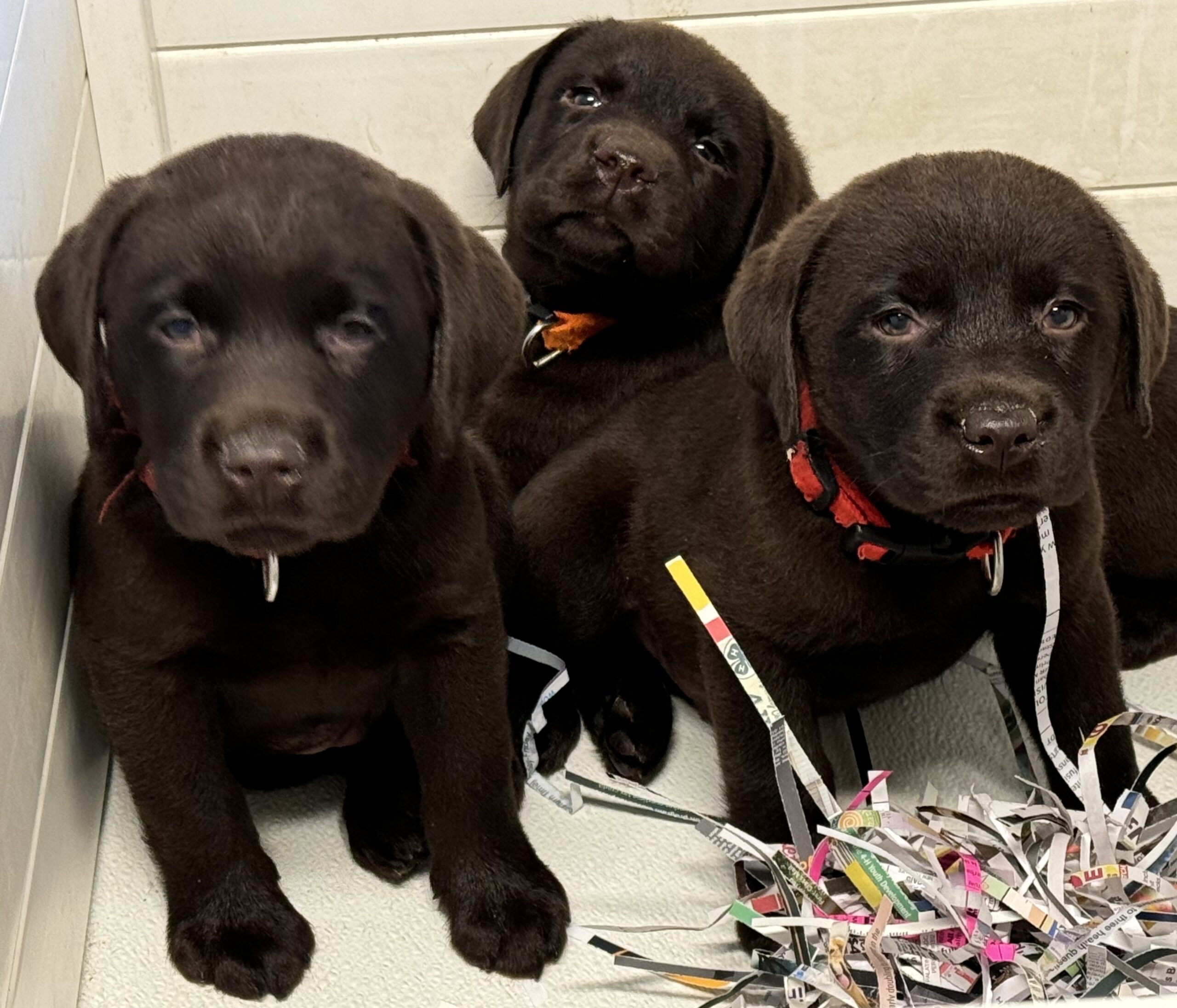 Young Chocolate puppies | Humehill