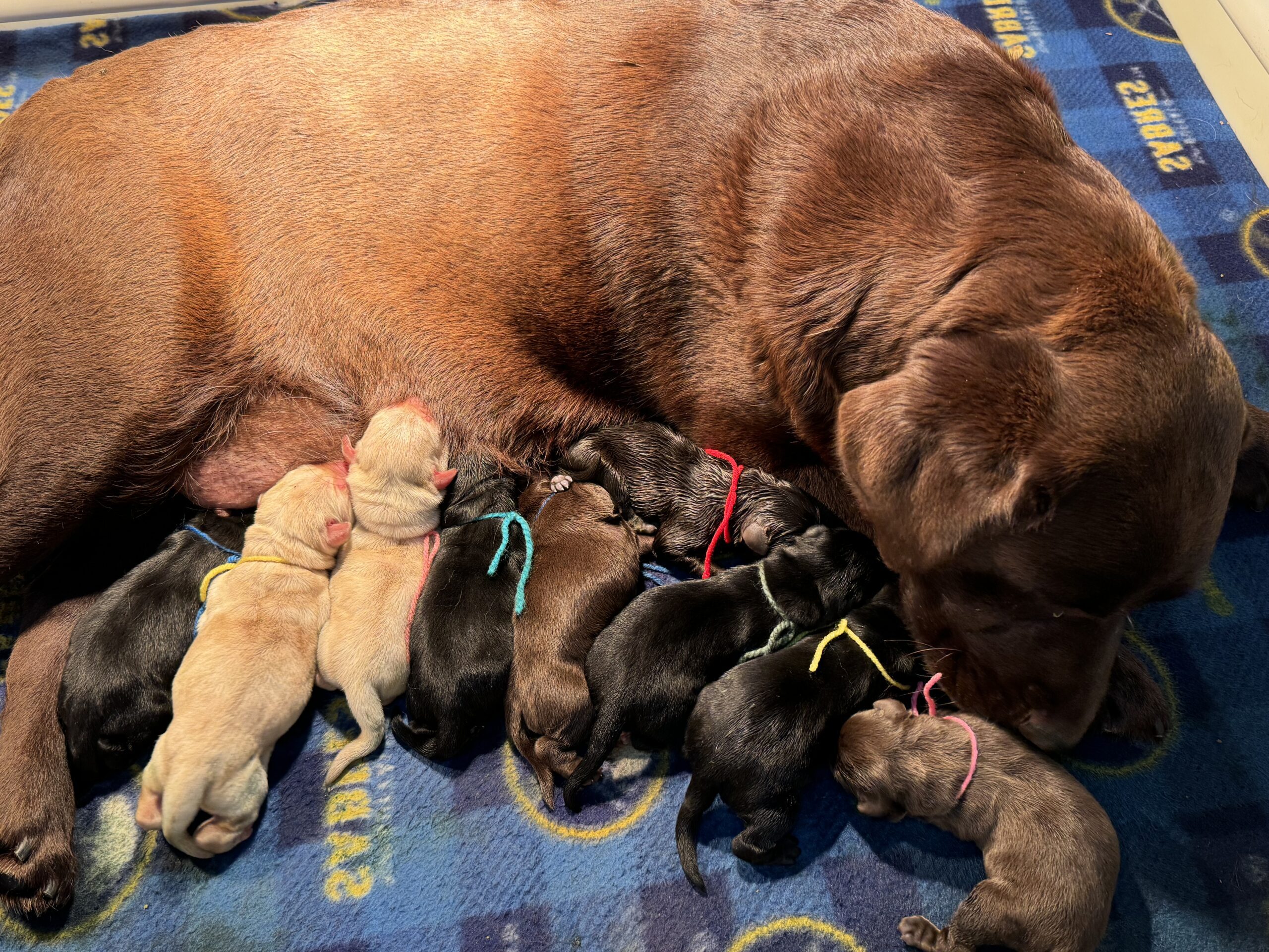 New Lab Babies!!! | Humehill