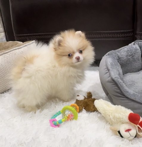 Beaver Merle Parti Boy | Humehill